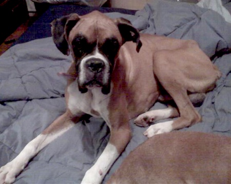 Brawny - July, 2009 | NorCal Boxer Rescue