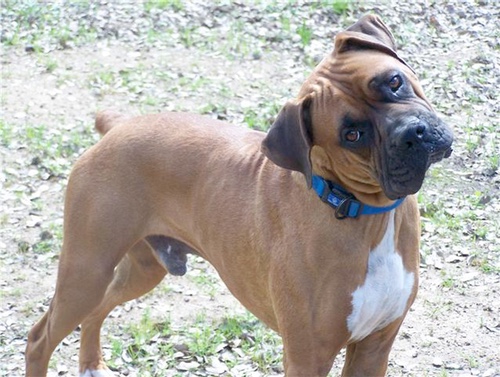 Jack - May, 2009 | NorCal Boxer Rescue