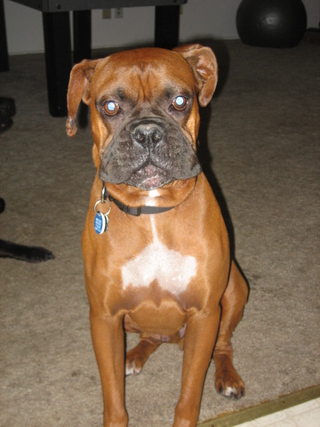 Rodney - January, 2010 | NorCal Boxer Rescue