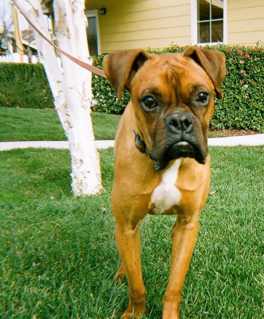 Bo - September, 2010 | NorCal Boxer Rescue