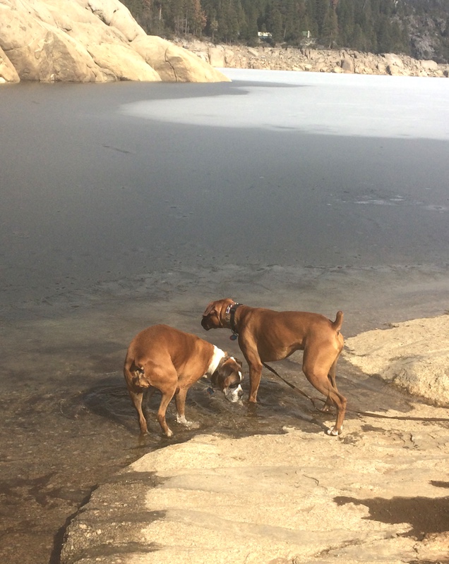 Toby - February, 2016 | NorCal Boxer Rescue