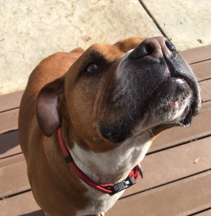 Skooch - February, 2017 | NorCal Boxer Rescue