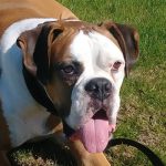 Home | NorCal Boxer Rescue