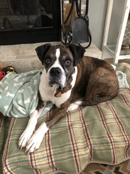 Brodie - March 2019 | NorCal Boxer Rescue