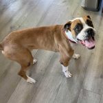 Home | NorCal Boxer Rescue