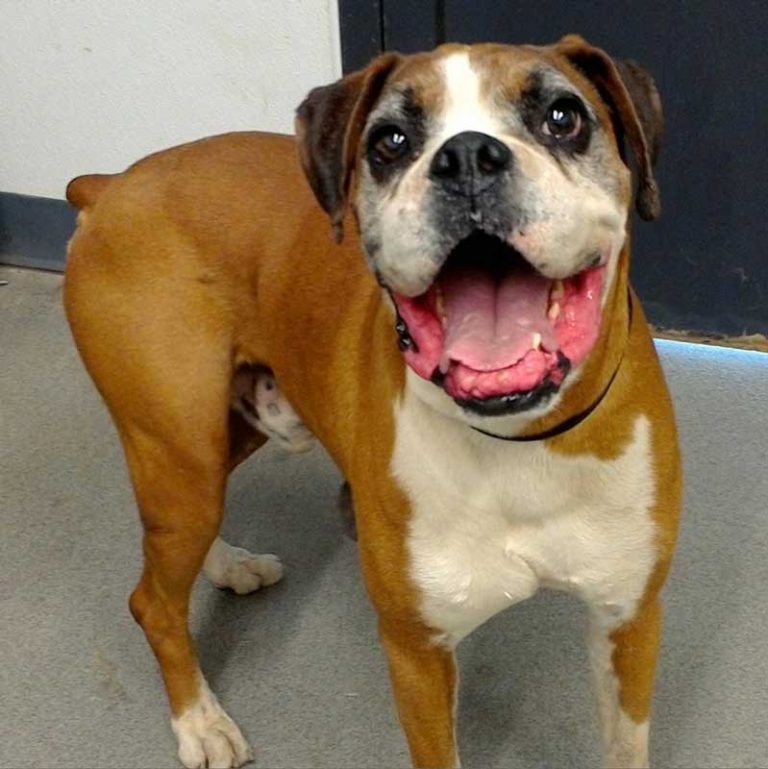 Senior Boxers | NorCal Boxer Rescue