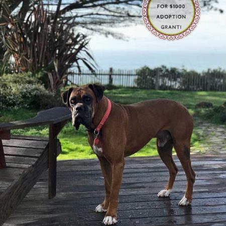 Senior Boxers | NorCal Boxer Rescue