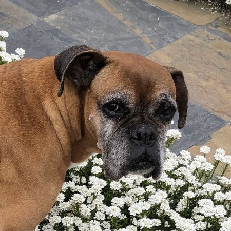 Rainbow Bridge 2024 | NorCal Boxer Rescue