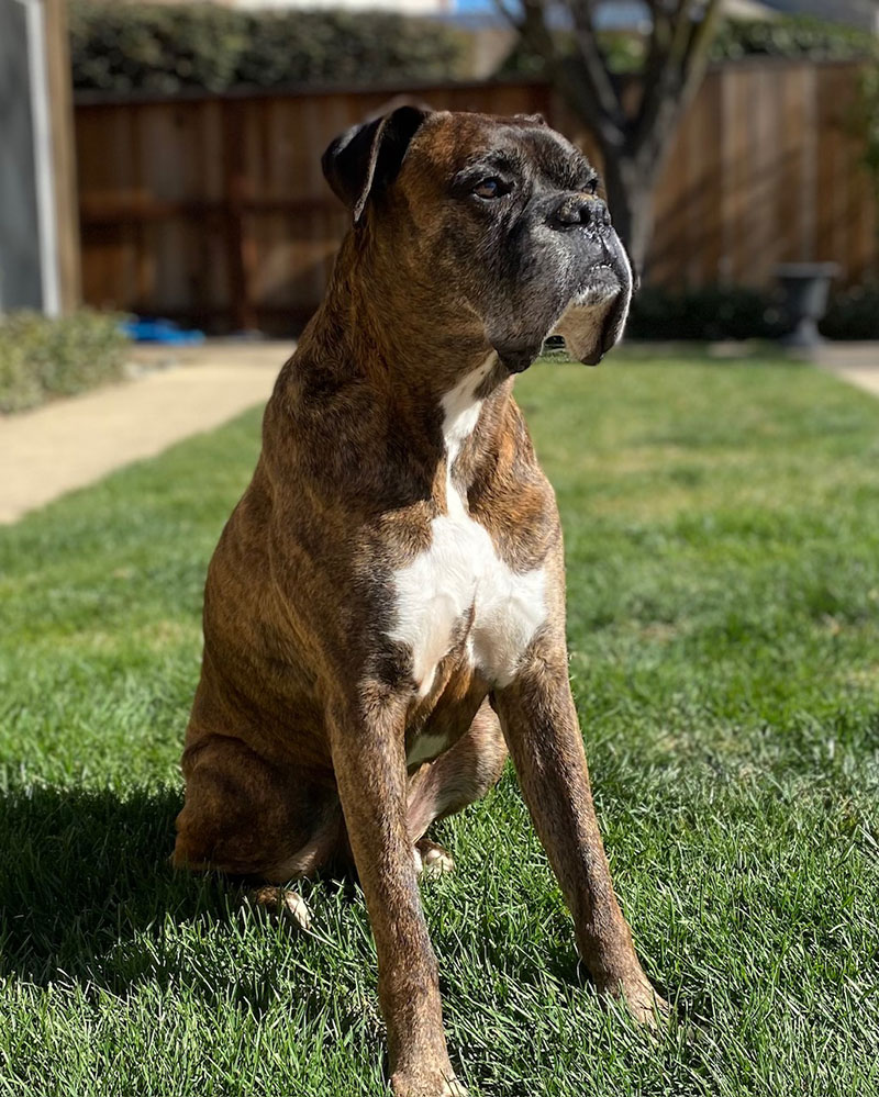 Flashy Brindle Boxer