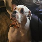 Home | NorCal Boxer Rescue