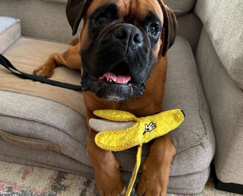 Bluey | NorCal Boxer Rescue